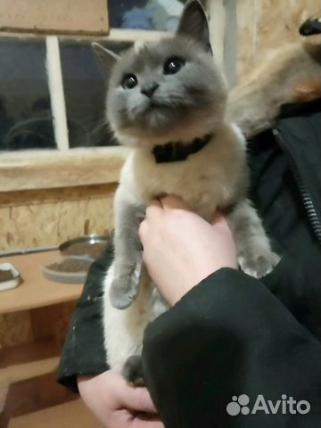 Тайская красавица