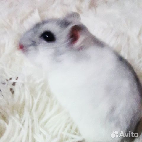 Вязка