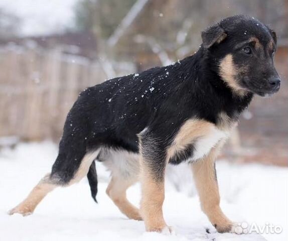 Мальчик-щенок, 3,5 мес. в дар (метис)