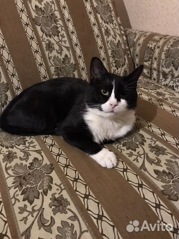 Кот Маркиз черно-белый в добрые руки