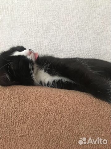 Кошка 9 месяцев