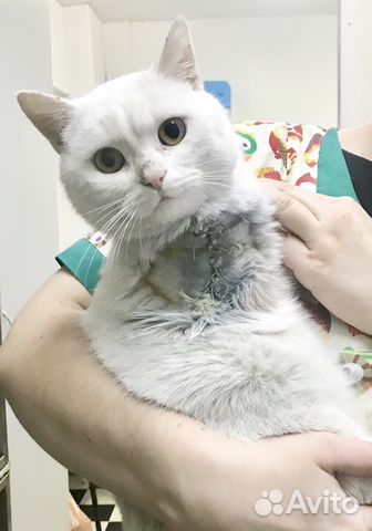 Трехлапый кот с лейкозом ищет дом