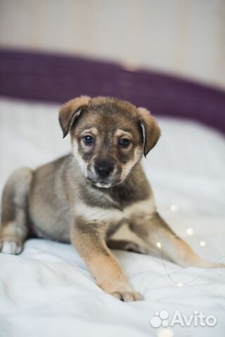 Озорной щенок Бублик в добрые руки