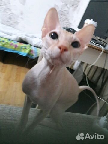 Кот Чак Донской Сфинкс