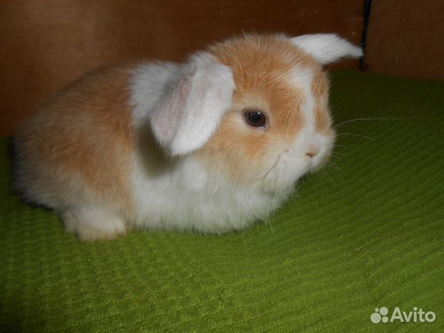 Вислоухие крольчата разных окрасов