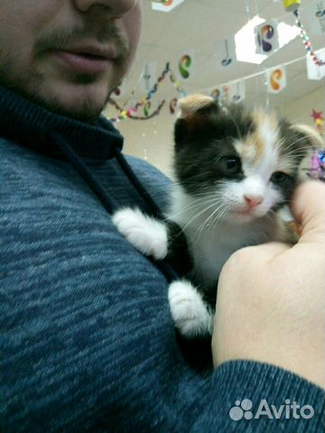 Котенок(вислоухий)