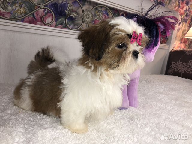 Ши-тцуля будущий чемпион