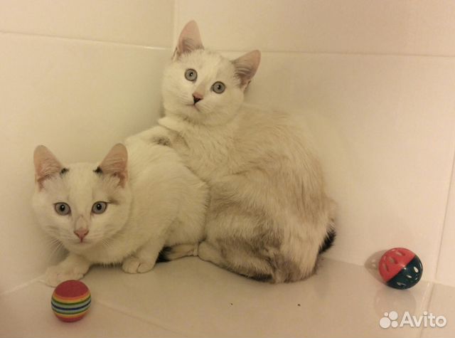 Игривые белянки котенки в добрые руки