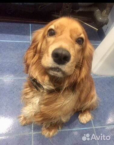 Потерялась Кокер спаниель под кличкой «Йоко»