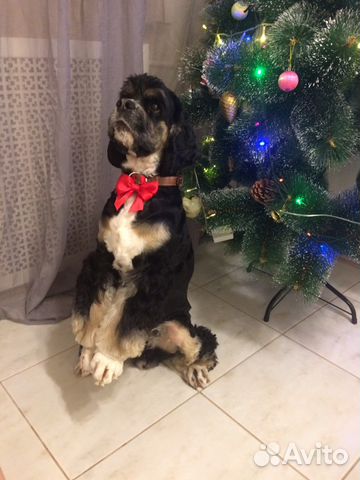 Вязка. Американский коккер спаниель