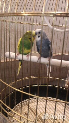 Попугай и канарейка