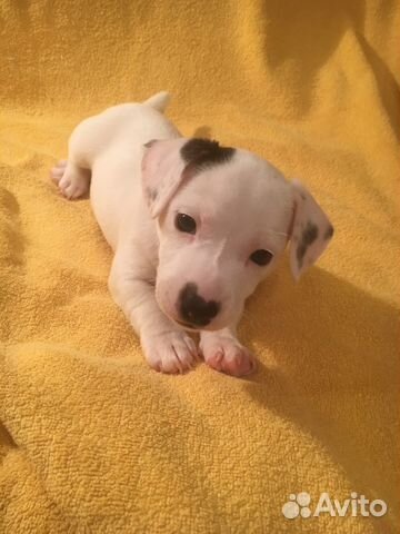 Щенок Джек Рассел терьер