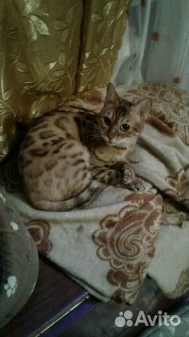 Крис - кошка фенотипа бенгальской