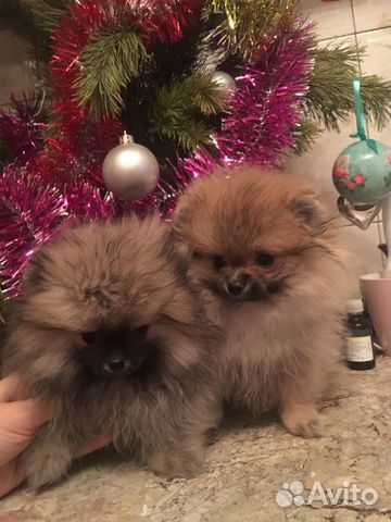 Новогоднее счастье