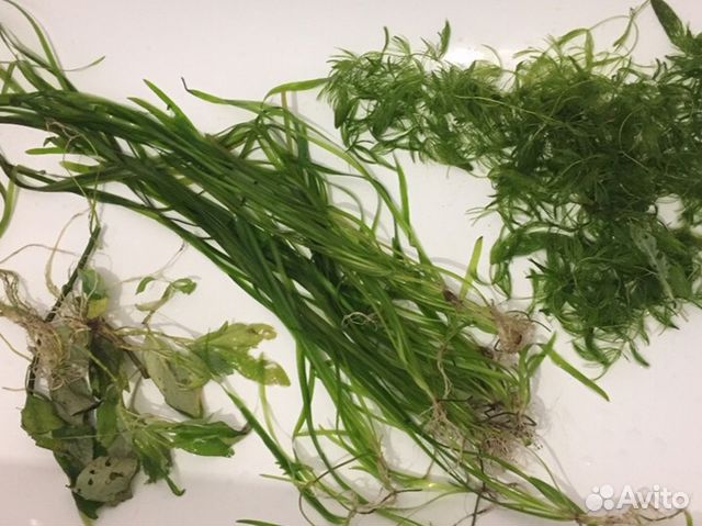 Аквариумные растения. Лимонник, Валлиснерия, рогол