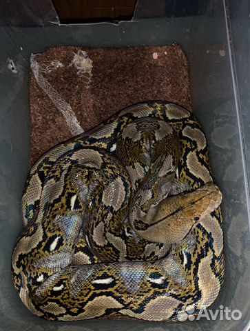 Змея Сетчатый Питон