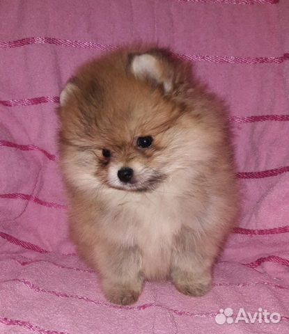 Шпицы миниатюрные