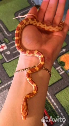 Маисовый полоз