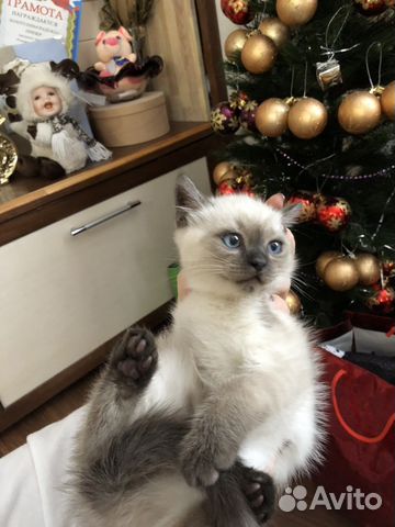 Котёнок