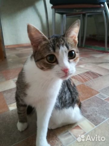 Ласковая кошка ждёт родителей