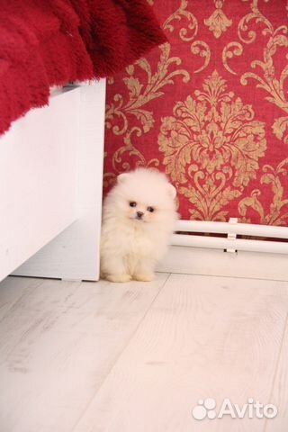 Шпиц микрик-миник белый мальчик