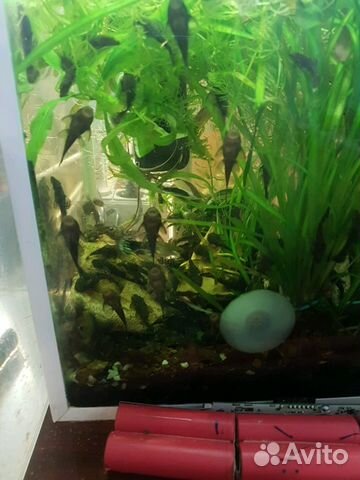 Акариумные рыбки и живой корм