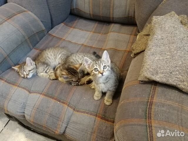 Три котенка. Котята в добрые руки