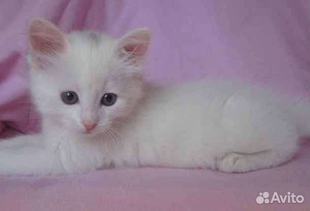 Котенок турецкой короткошерстной ангары-кошечка