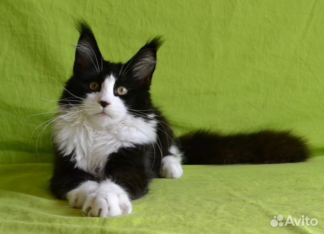 Котята Мейнкун мальчики и девочки