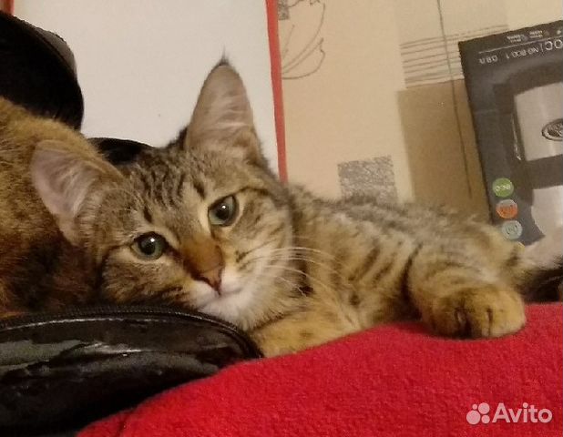 Чудесный котенок Шпротик ищет дом