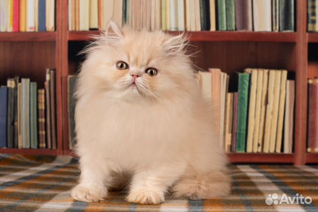 Кремовый котик