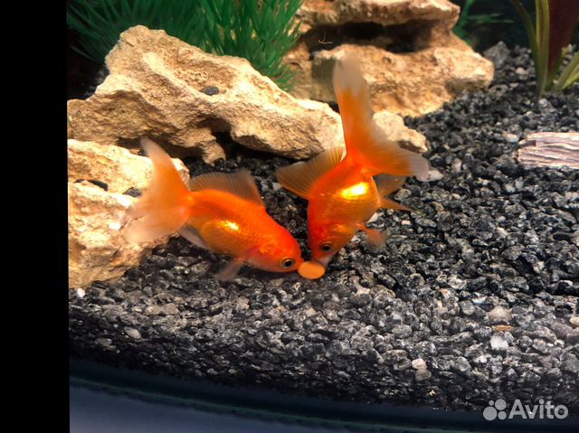 Отдам бесплатно двух золотых рыбок
