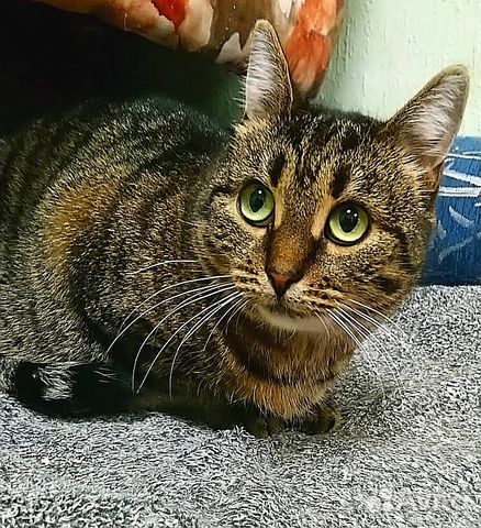 Полосатая кошечка Мура