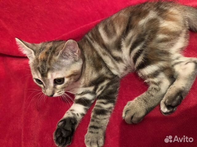 Девочка Метис