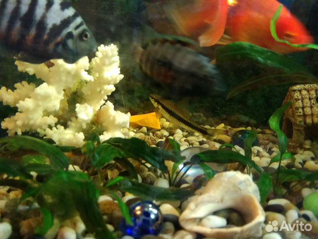 Сиамский водорослеед