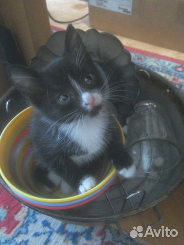 Миленький котенок