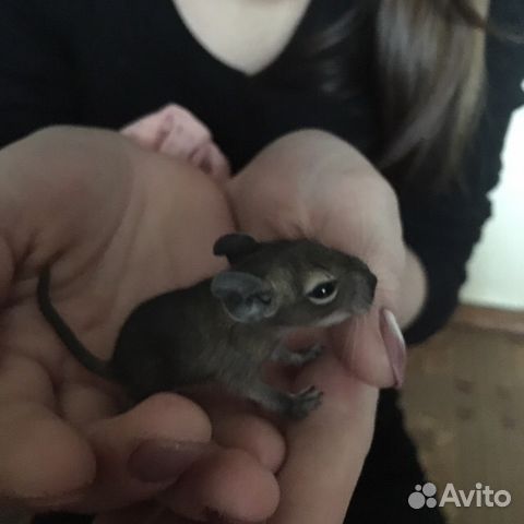 Бельчата дегу
