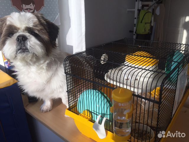 Джунгарский хомячок