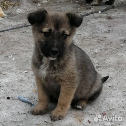 В добрые руки