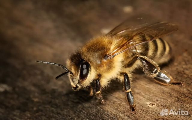 Семьи пчёл. Бакфаст и Карника