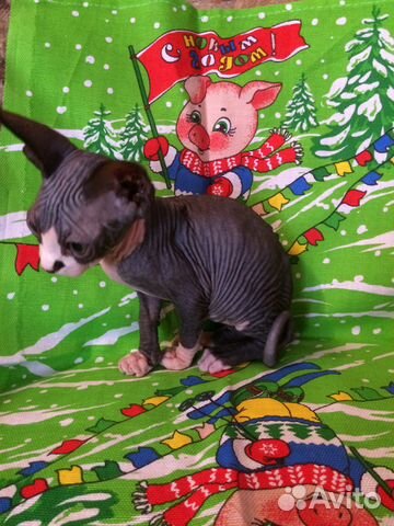 Продам мальчика канадского сфинкса