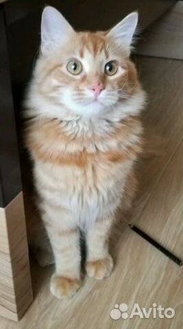 Шикарный рыжий котенок в дар. мальчик 6 мес