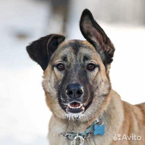 Весёлая Маргоша с потрясающими ушами ищет семью