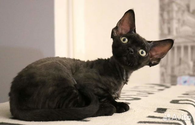 Благородный черный кот девон-рекс