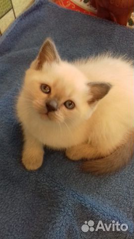 Шотландские котята блю поинт