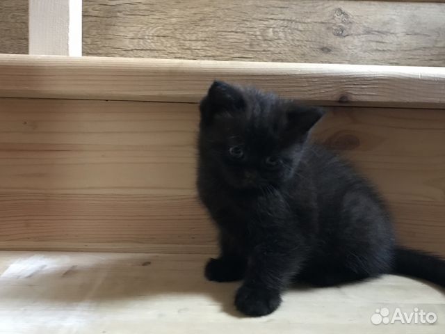 Шоколадная британка