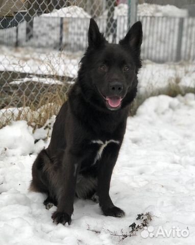 Чёрная красавица с белым ангелочком на грудке