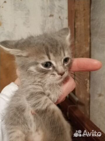 Маленькие детки, пушистые комочки, солнышки