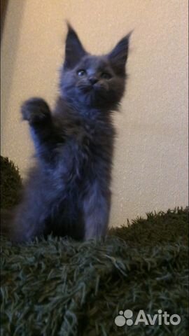 Котята Мейн кун из питомника