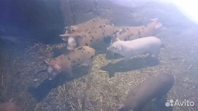 Продаю месячных поросят
